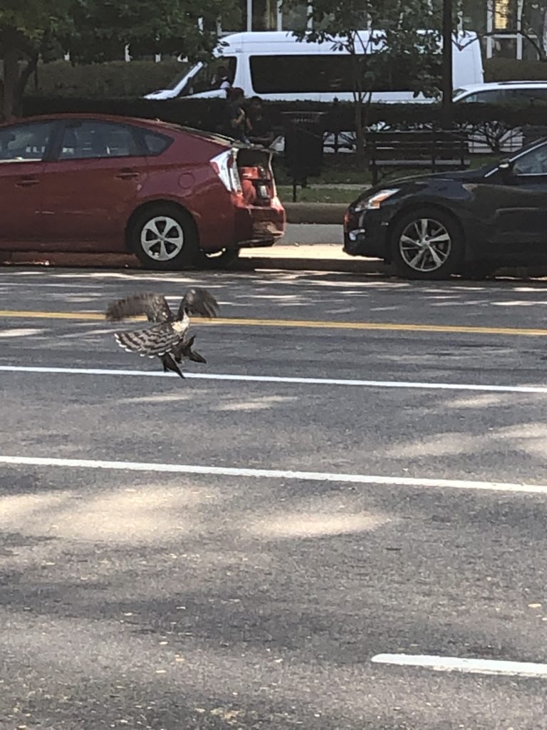 Today in Hawks around Town – Live Action - PoPville