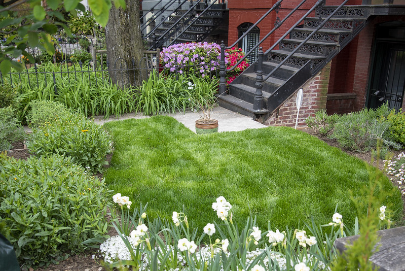 “basic row house yard maintenance?” - PoPville