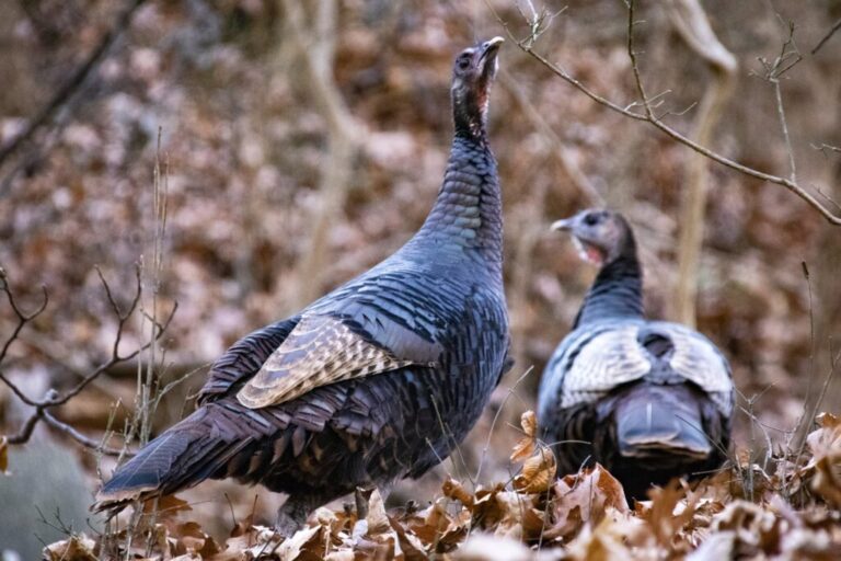 Turkeys around Town - PoPville