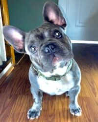 Incredibly sad update: Bruno the French Bulldog stolen from Brightwood ...