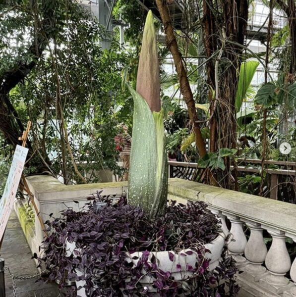 Stink Flower (Amorphophallus titanum) Alert!! “potential peak bloom ...