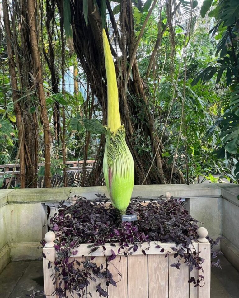 If you missed this season’s first corpse flower bloom – here’s a 2nd ...