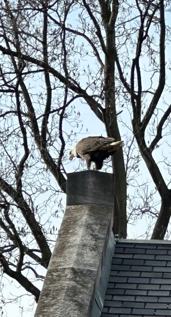 Today* in Hawks*** around Town – Bald Eagle!! - PoPville