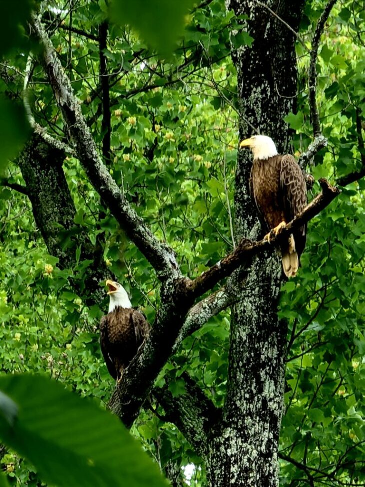 Never mind RFK Jr. Check out these spectacular Bald Eagles in Rock ...