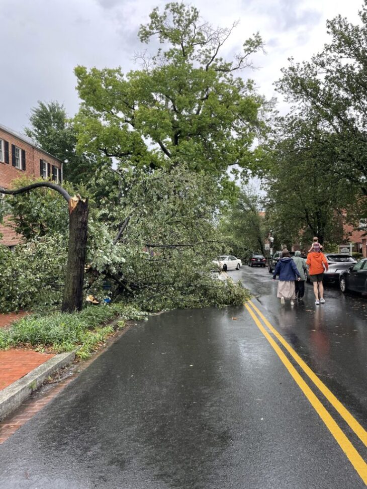 Storm Brings Trees Down (Wind snapped off the top of this tree) and ...