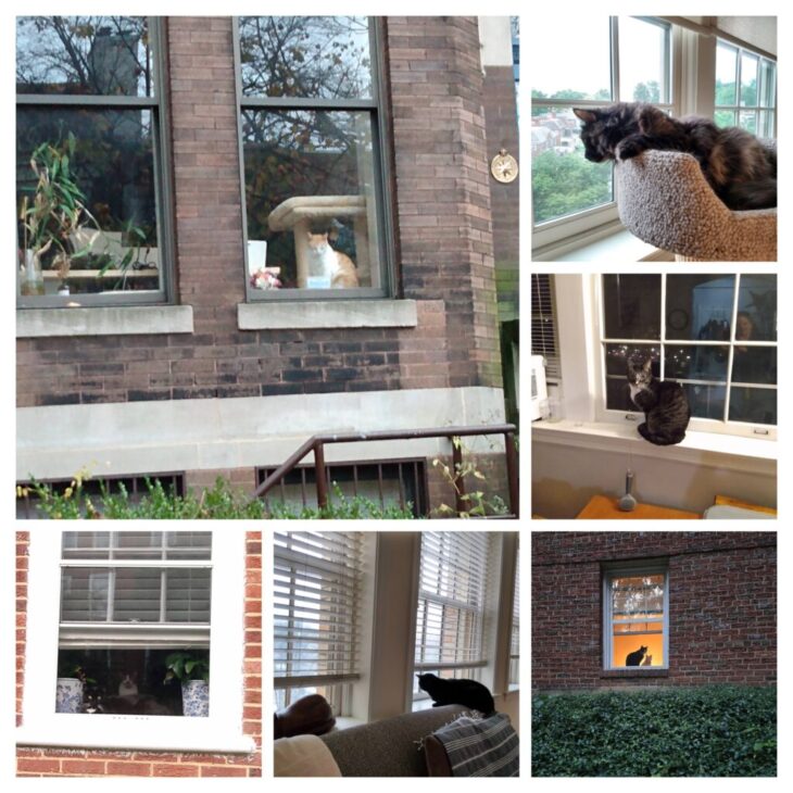 Please Enjoy Some Cats in Windows - PoPville