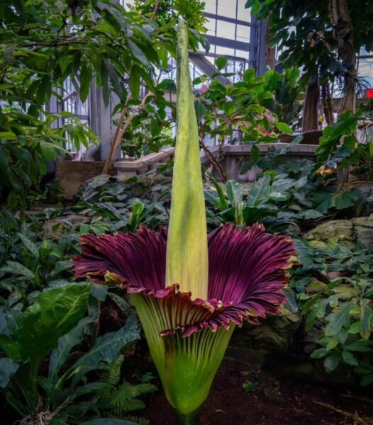 Speaking of Nature’s Wonders – It’s Go Time for the now BLOOMING Corpse ...