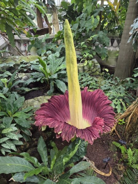 We are so back!! LONG LINES to get a peek and a sniff of that Blooming ...