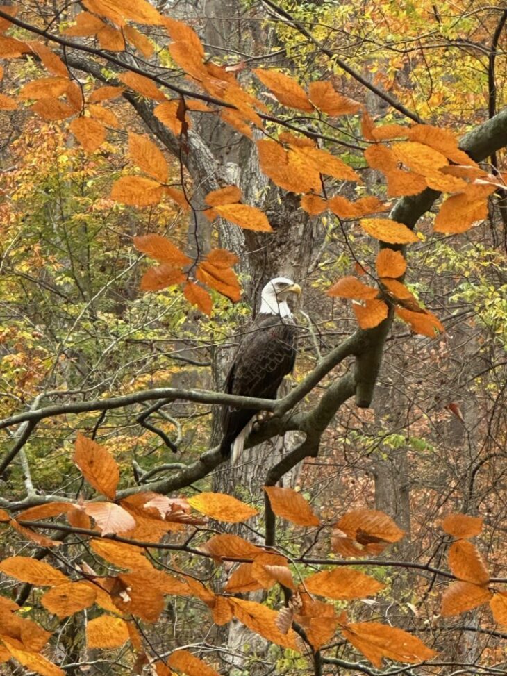 Today* in Hawks*** around Town – More Bald Eagles!! - PoPville