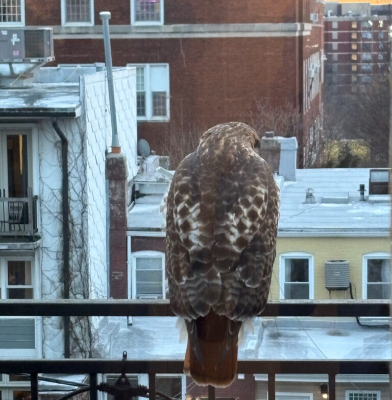 Today* in Hawks*** around Town - PoPville