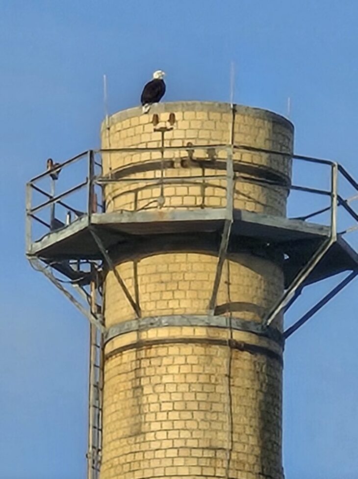 Today* in Hawks*** around Town – Another Eagle has Landed - PoPville