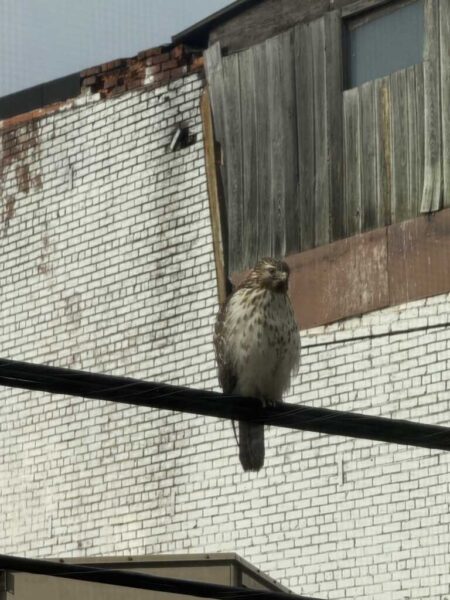 Today* in Hawks*** around Town – AdMo - PoPville