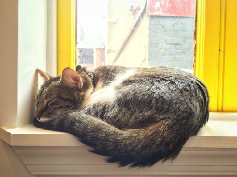 Crumbs & Whiskers, DC’s first cat cafe, temporarily closed in ...