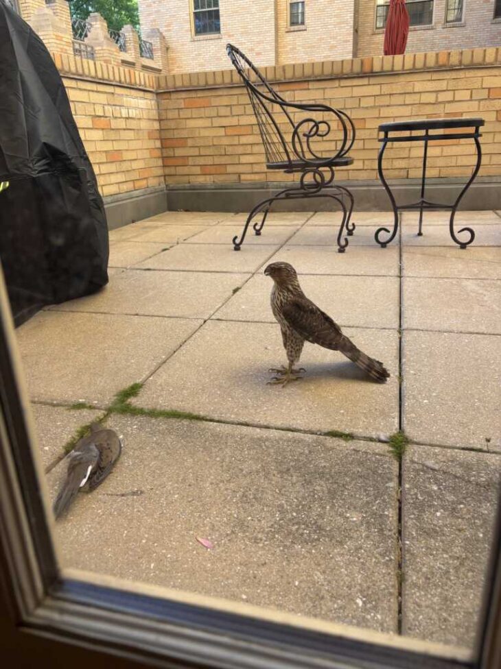 Today* in Hawks*** Around Town – on the Terrace - PoPville