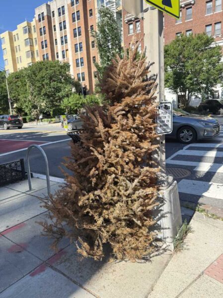 Happy June 1st – Behold this Beautiful Last*** Christmas Tree in Town ...