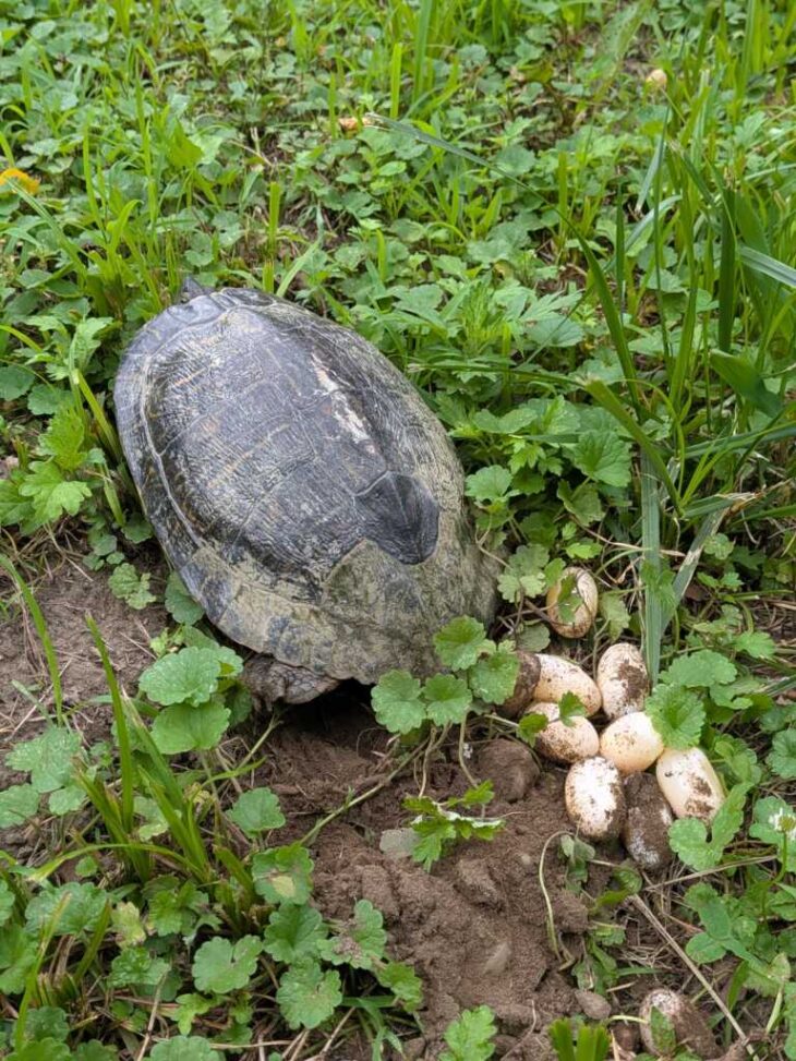 “a turtle mom laying eggs alongside the Cap Crescent Trail”!! - PoPville