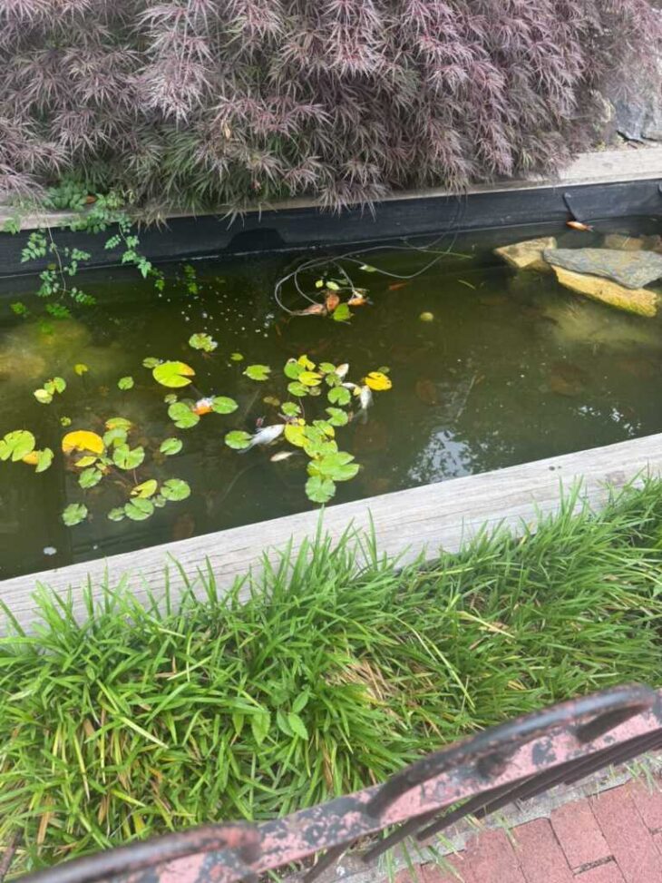 Koi Pond Catastrophe - PoPville
