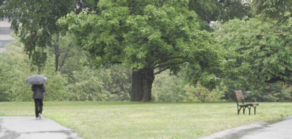 Anyone know the process for planting a tree in someone’s memory? - PoPville